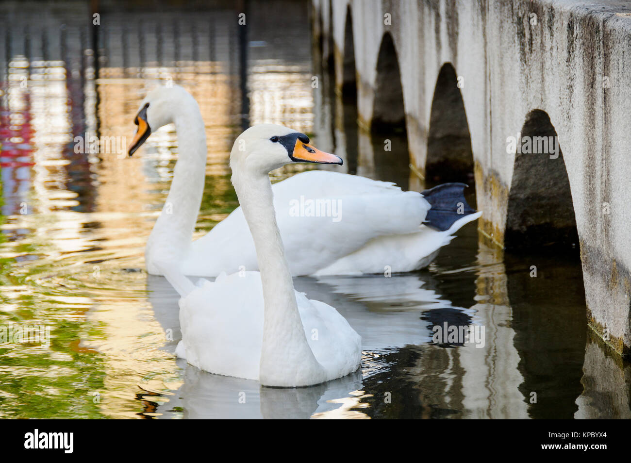 Two white swans Stock Photo - Alamy