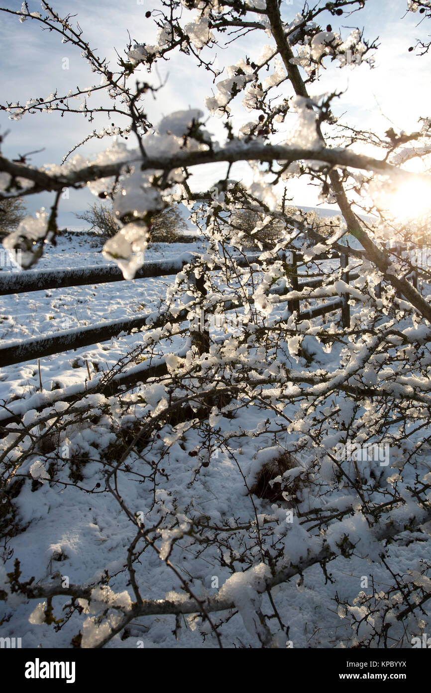 A snowy landscape with leafless trees on a hill, covered in ice and ...