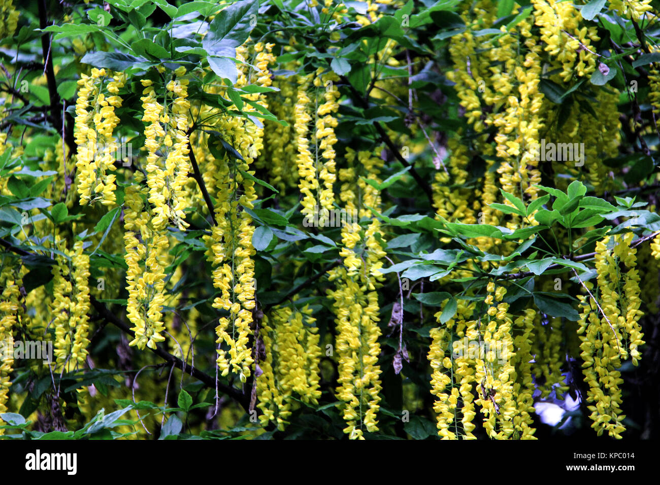 Laburnum tree autumn hi-res stock photography and images - Alamy