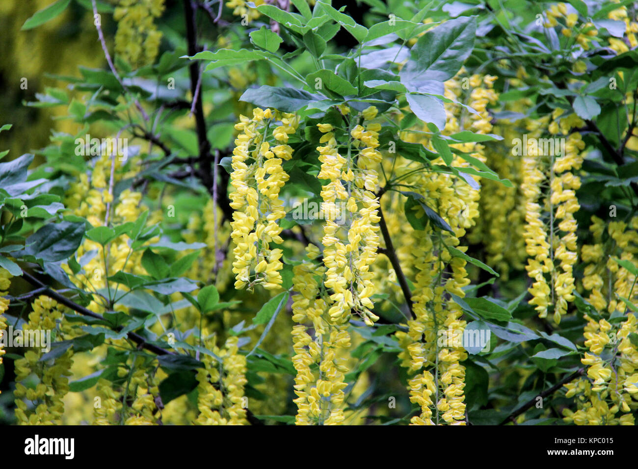 The Common Laburnum, Golden Chain or Golden Rain Tree Stock Photo - Alamy