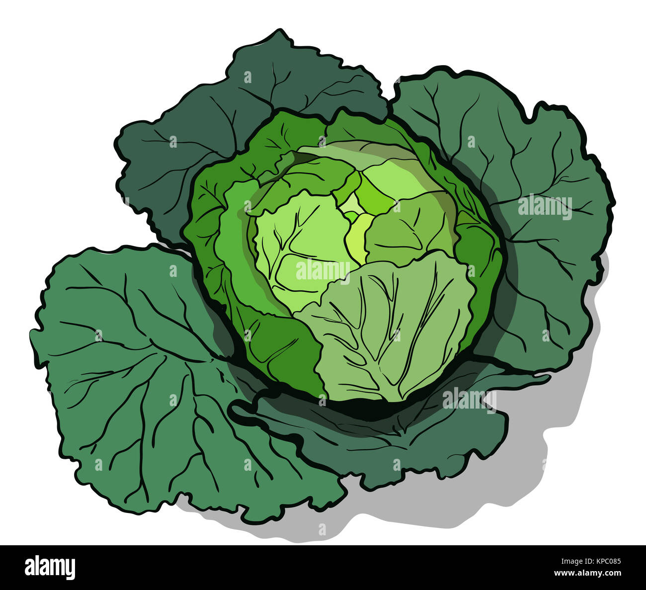 Cabbage Illustration High Resolution Stock Photography and Images - Alamy