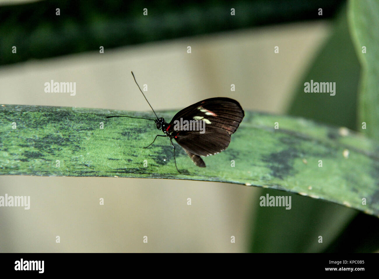 Antennae fruit fly hi-res stock photography and images - Alamy