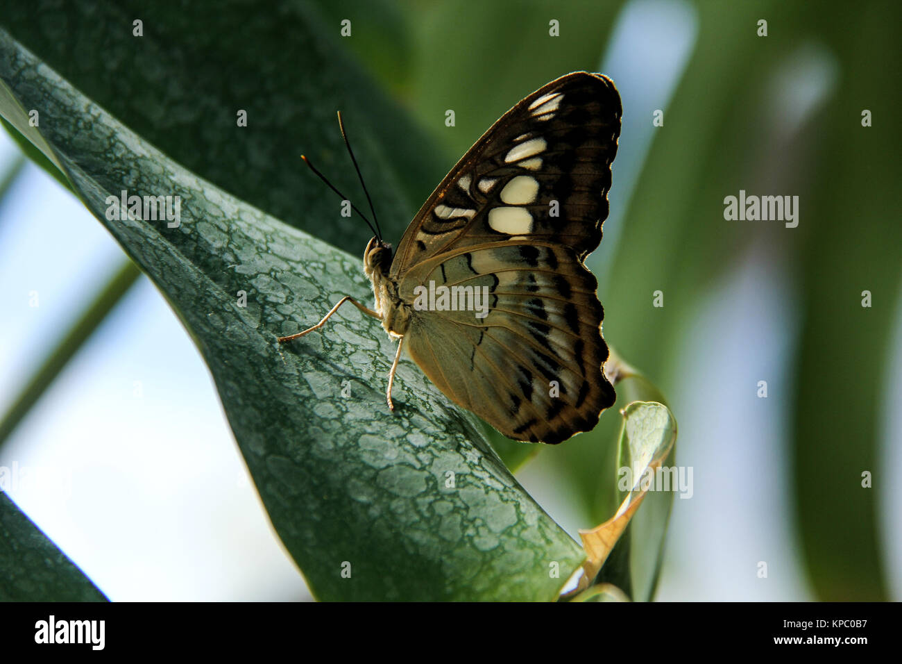 Owl butterfly on green leafe Stock Photo - Alamy