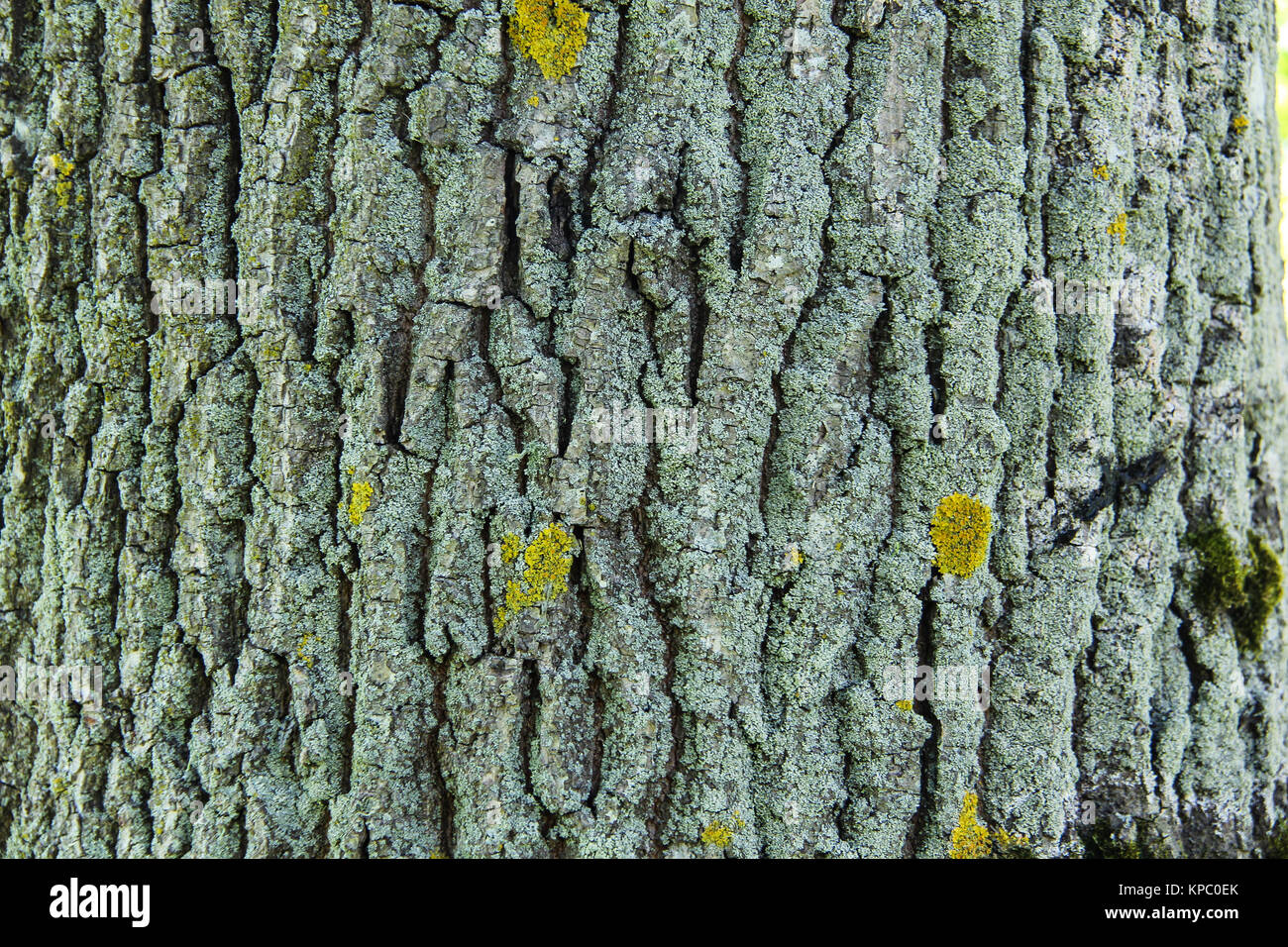 Texture of a Bark in Old Oak Tree, Closeup Stock Photo - Alamy
