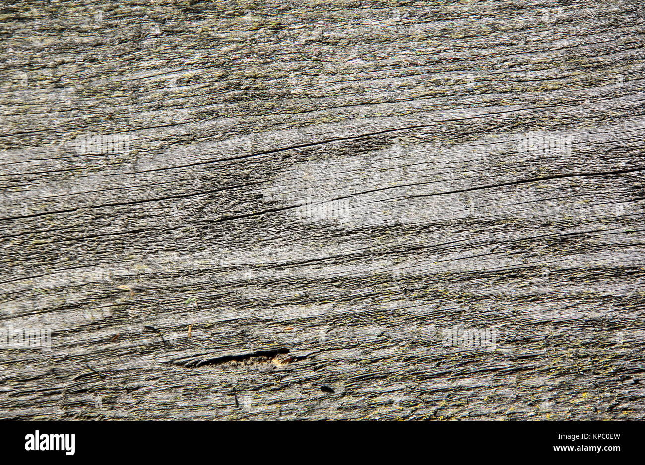 old aged tree wood texture background vintage Stock Photo - Alamy