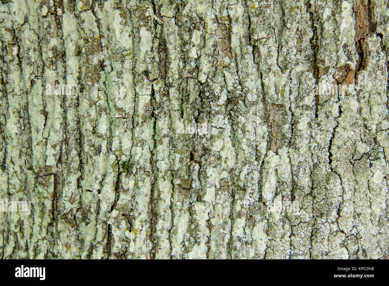 Texture of a Bark in Old Oak Tree, Closeup Stock Photo - Alamy