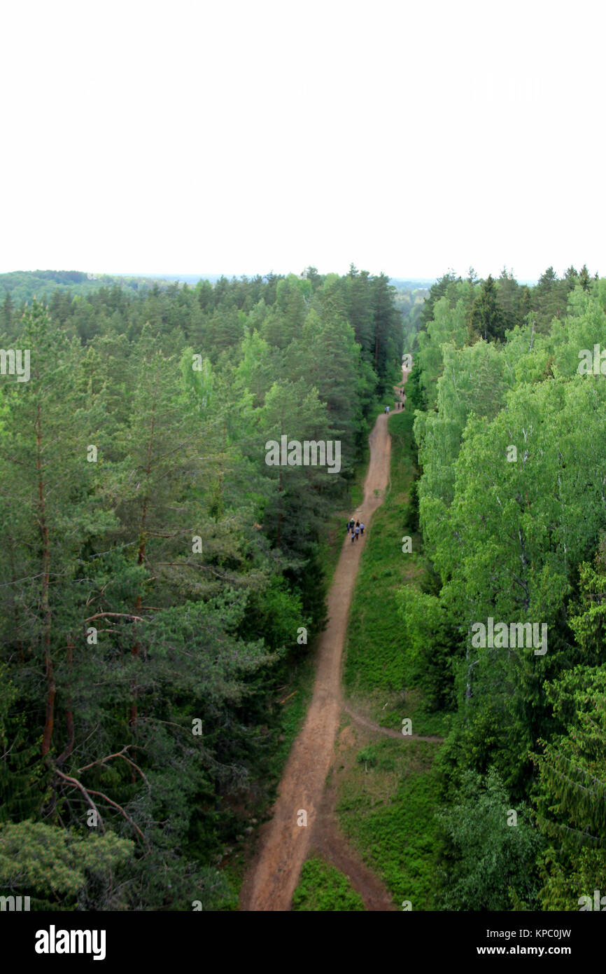 pine forestin Latvia, Healthy green trees in a forest of old spruce fir ...