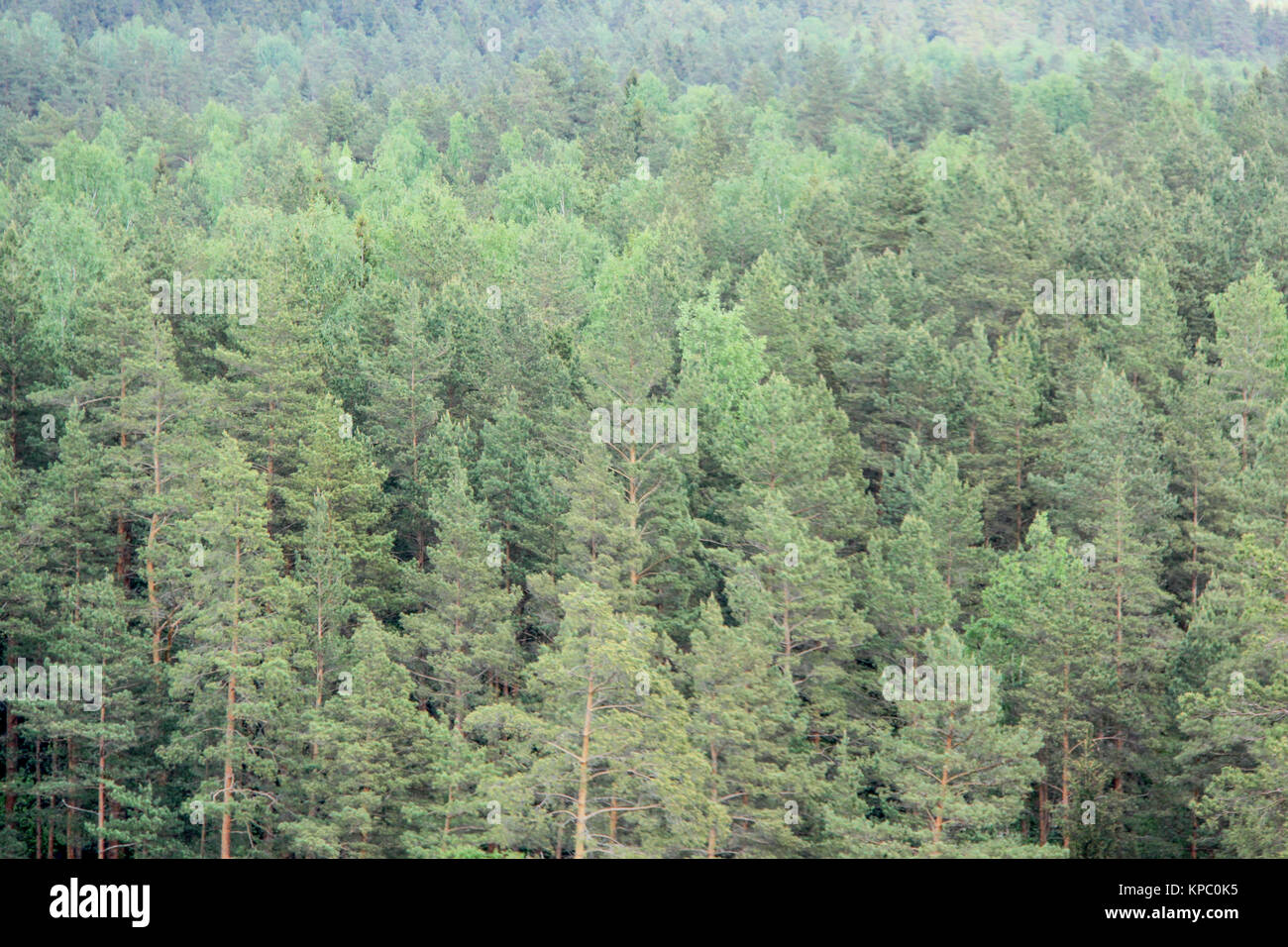 pine forestin Latvia, Healthy green trees in a forest of old spruce fir ...