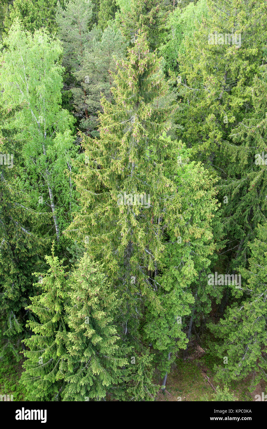pine forestin Latvia, Healthy green trees in a forest of old spruce fir ...