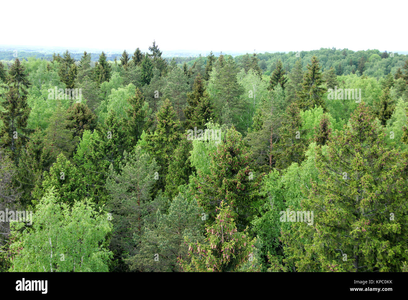 Forestry in latvia hi-res stock photography and images - Alamy