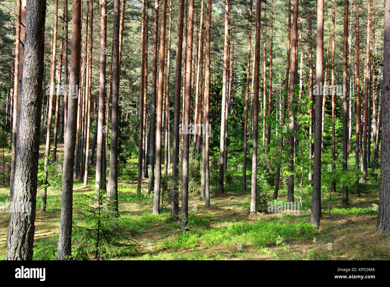 pine forestin Latvia, Healthy green trees in a forest of old spruce fir ...