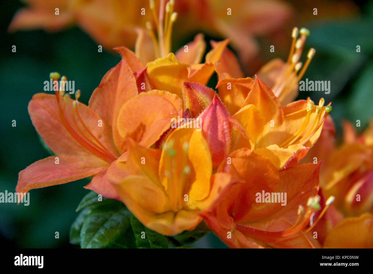 Rhododendron beautiful flower. Latvian University Rhododendron nursery ...
