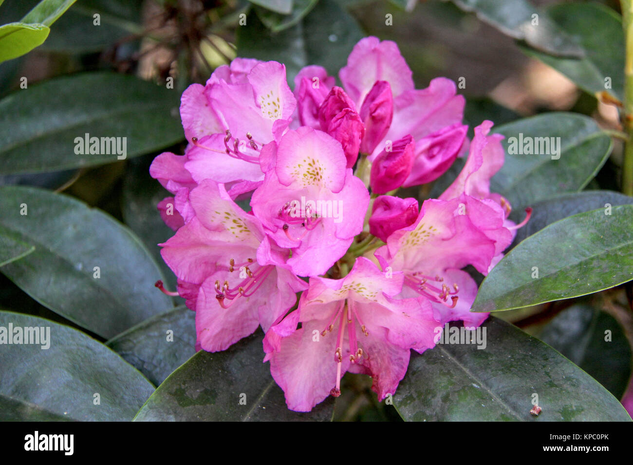 Rhododendron beautiful flower. Latvian University Rhododendron nursery ...