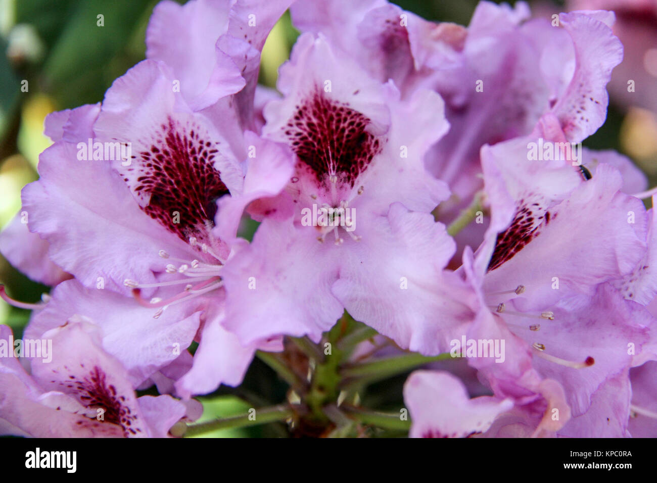 Rhododendron beautiful flower. Latvian University Rhododendron nursery ...