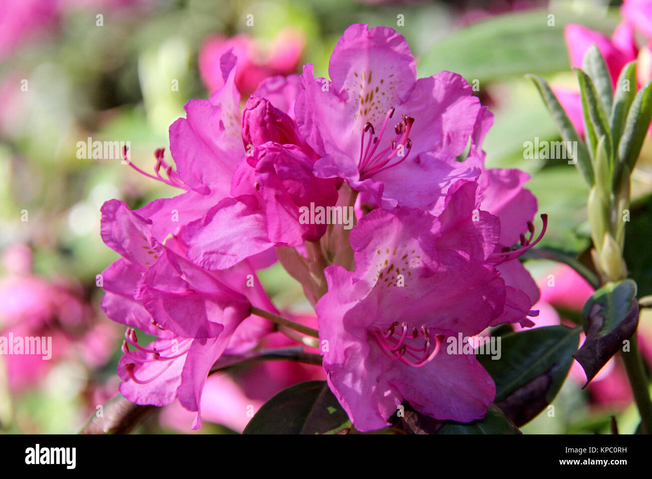 Rhododendron beautiful flower. Latvian University Rhododendron nursery ...