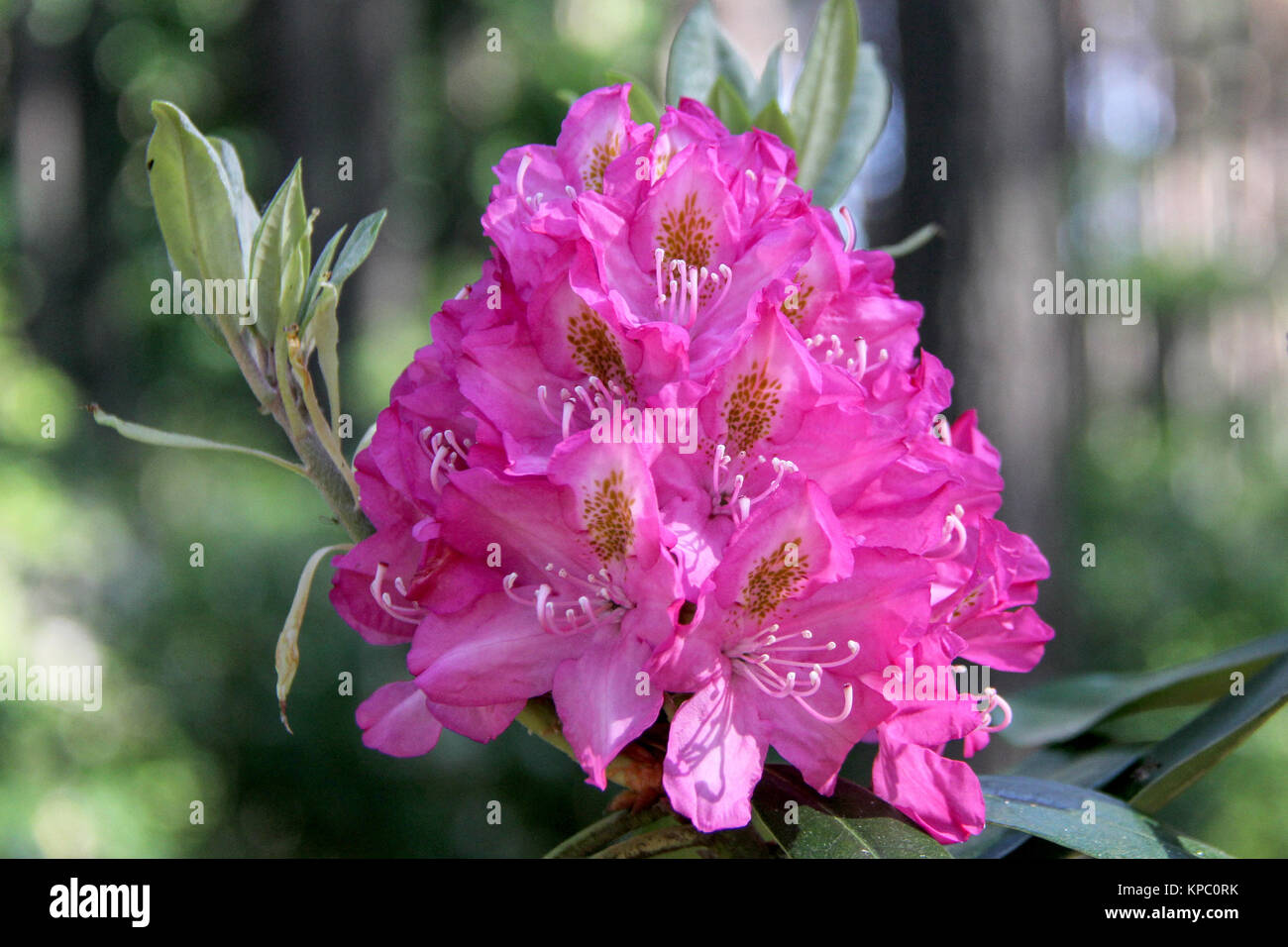 Rhododendron beautiful flower. Latvian University Rhododendron nursery ...
