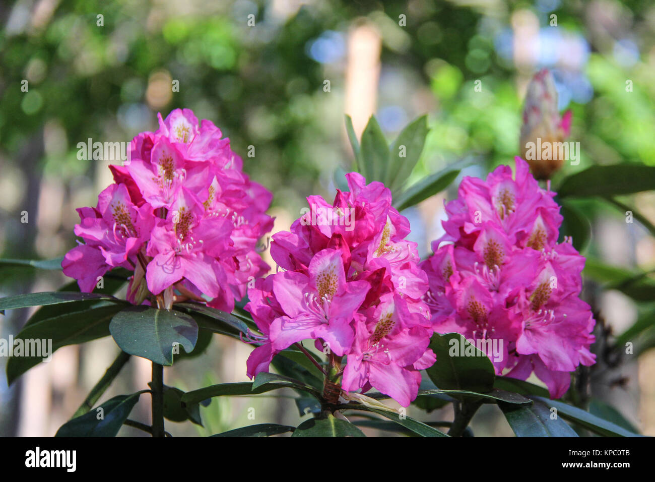 Rhododendron beautiful flower. Latvian University Rhododendron nursery ...