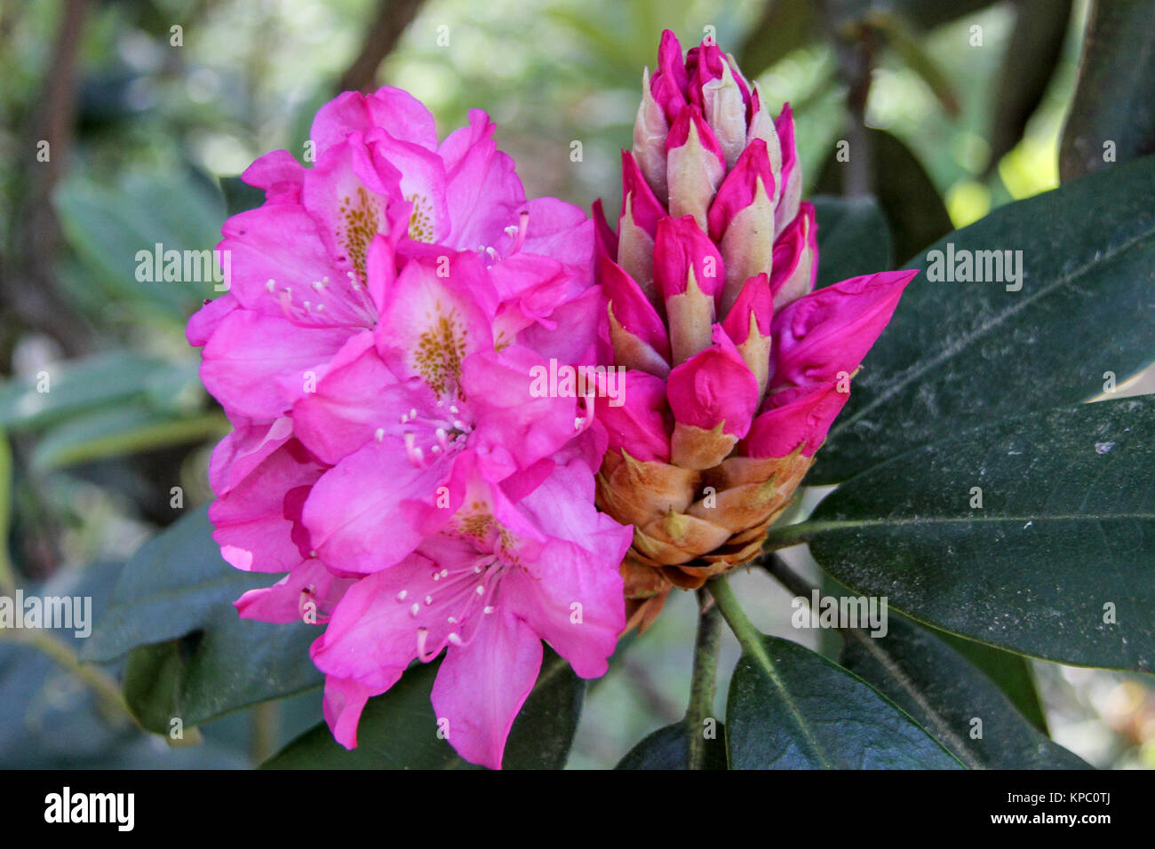 Rhododendron beautiful flower. Latvian University Rhododendron nursery ...
