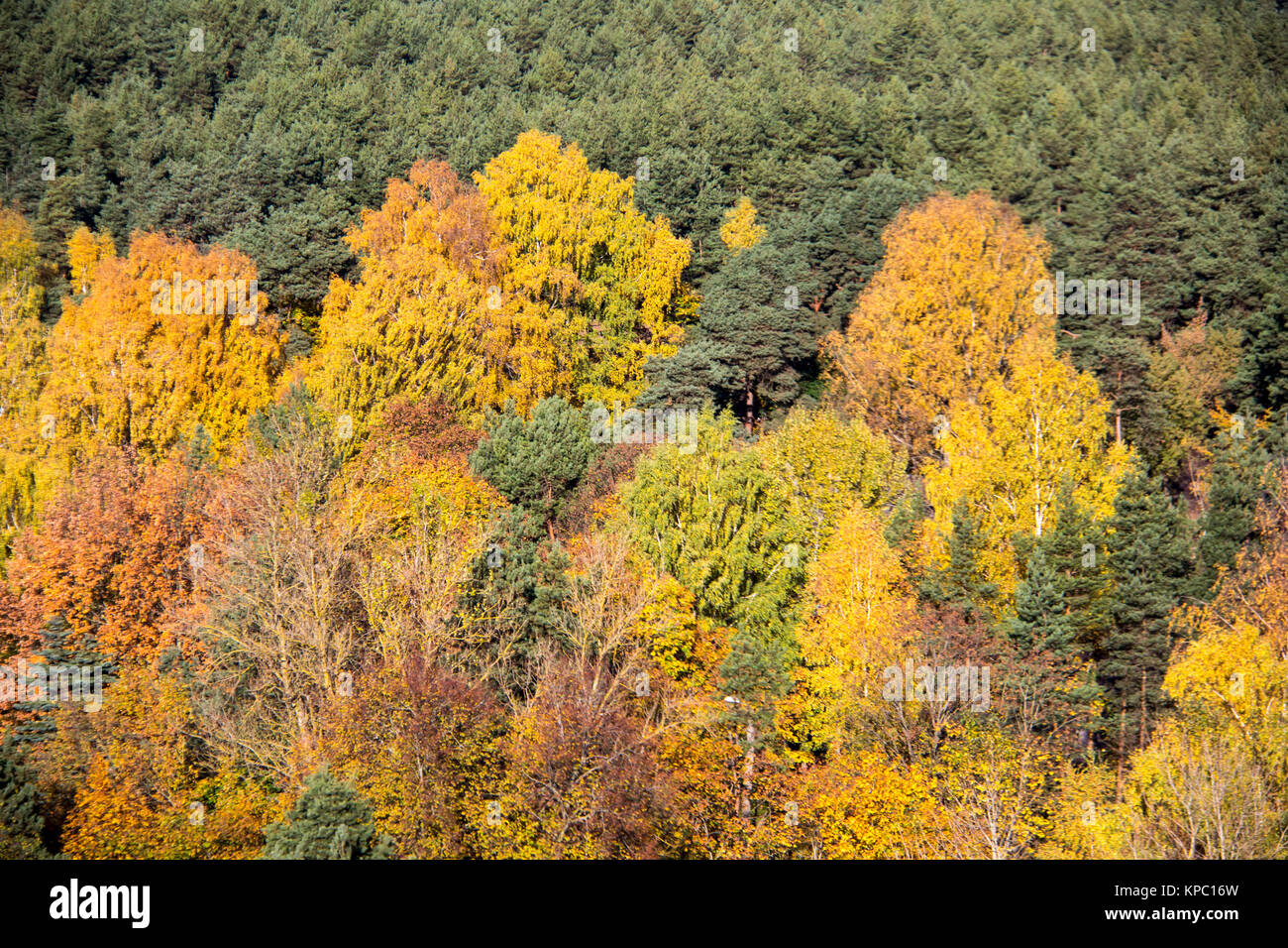 autumn background with colored leaves of the tree Stock Photo - Alamy