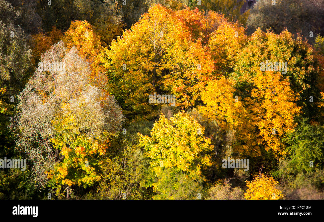autumn background with colored leaves of the tree Stock Photo - Alamy