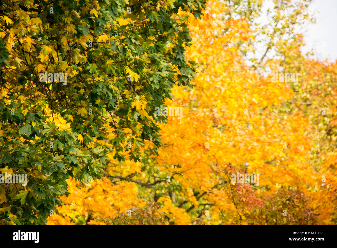 autumn background with colored leaves of the tree Stock Photo - Alamy