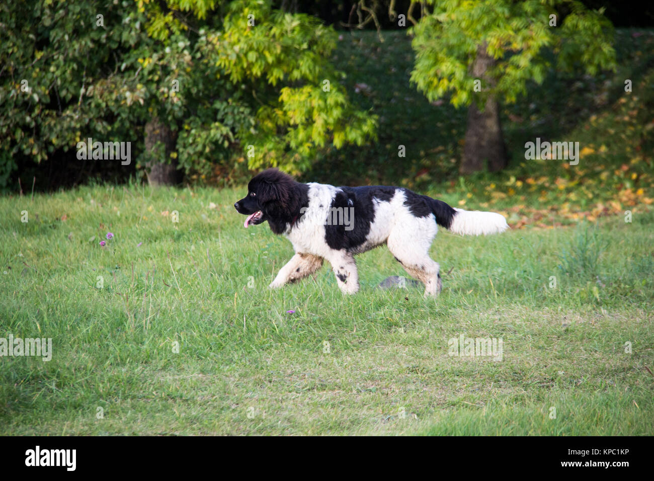 dog without breed with brown wool walks through the meadow and enjoys ...
