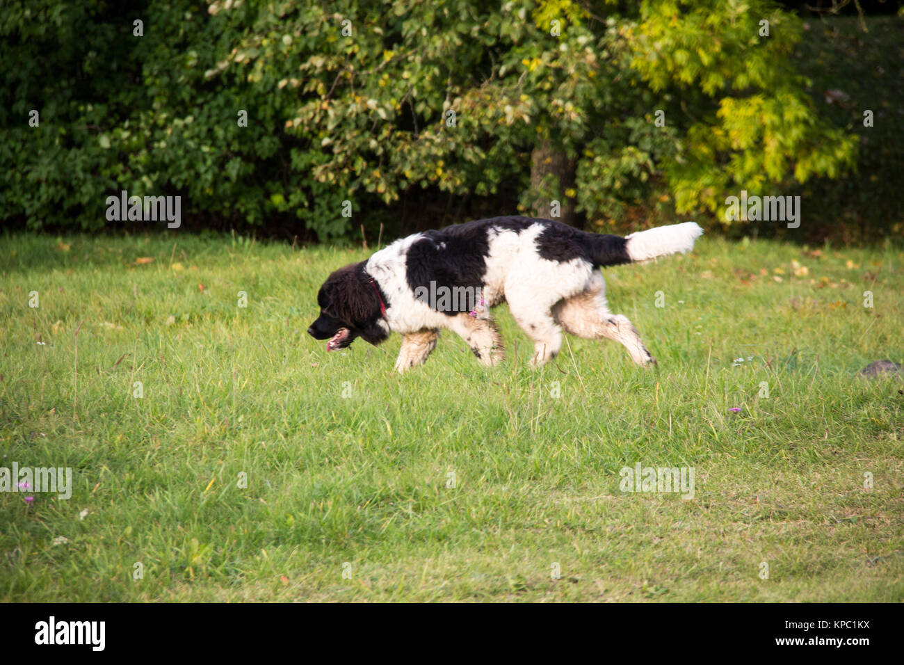 dog without breed with brown wool walks through the meadow and enjoys ...