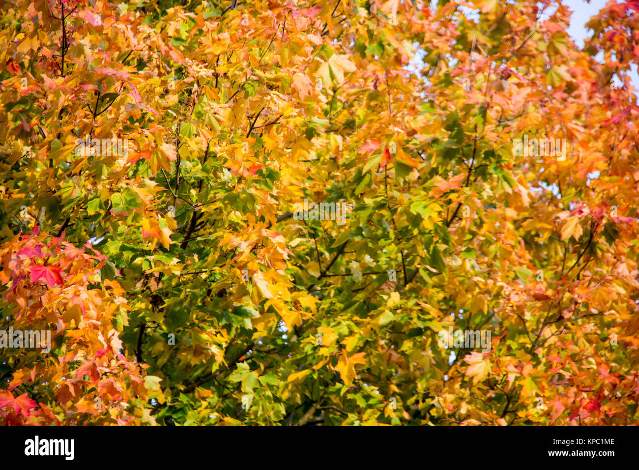 autumn background with colored leaves of the tree Stock Photo - Alamy