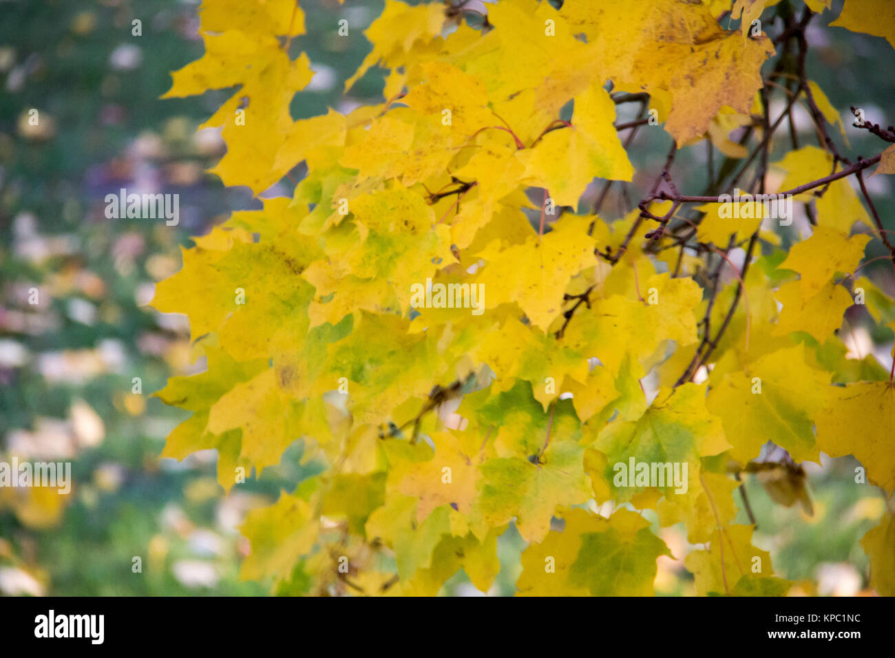 autumn background with colored leaves of the tree Stock Photo - Alamy