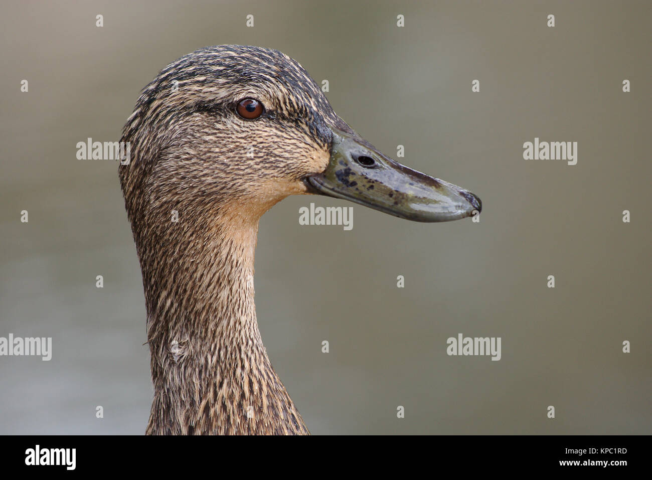 Head of a female Mallard Stock Photo - Alamy