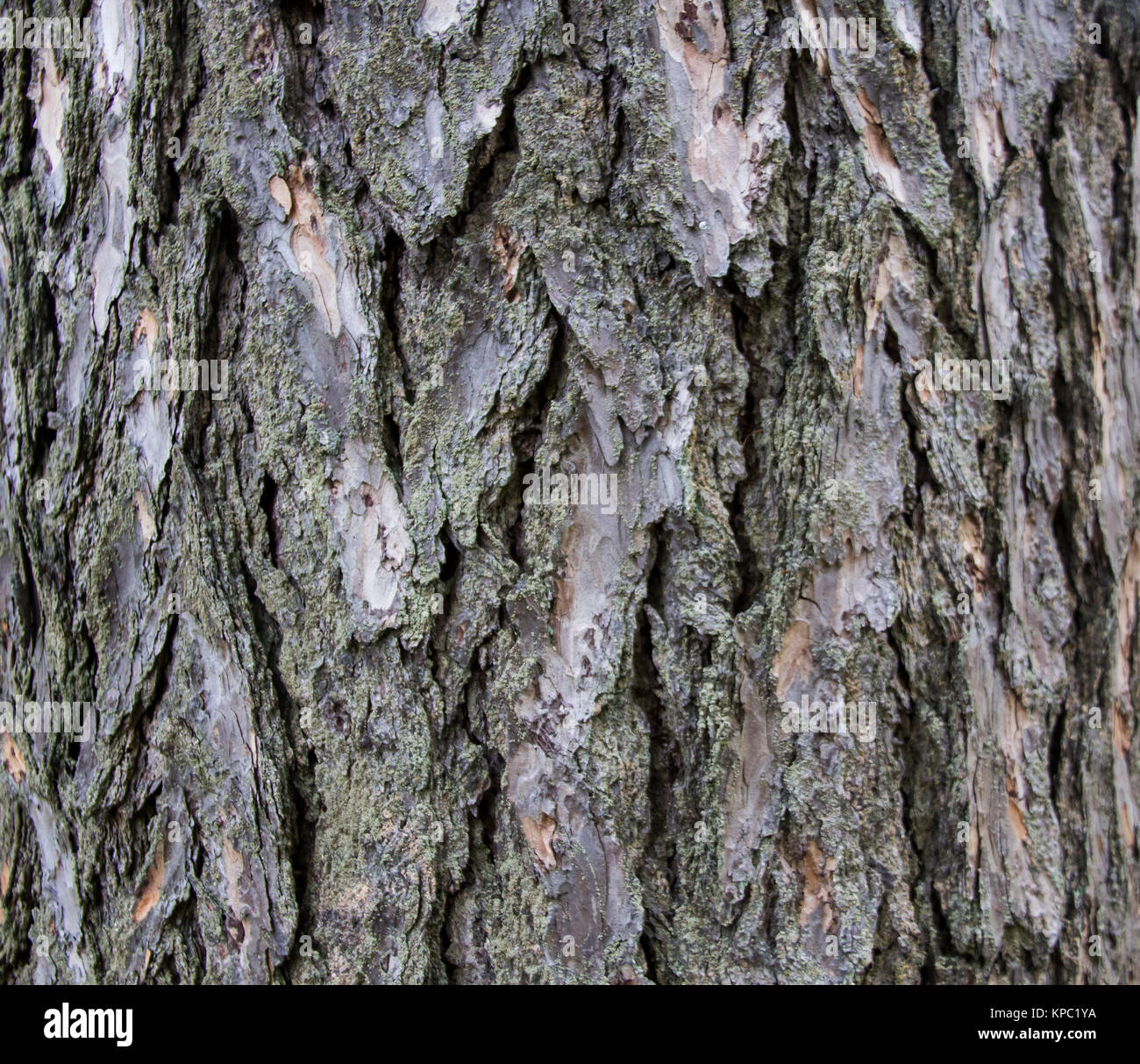 Juniperus Scopulorum Bark