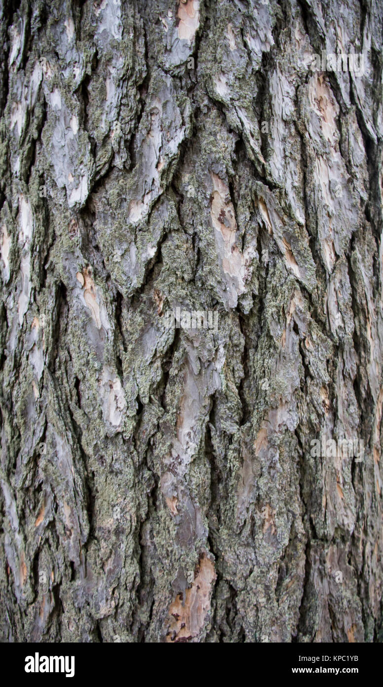 Alligator juniper hi-res stock photography and images - Alamy