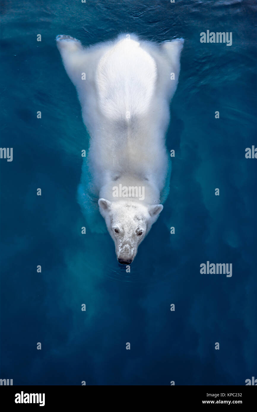 Swimming polar bear, white bear in water Stock Photo - Alamy