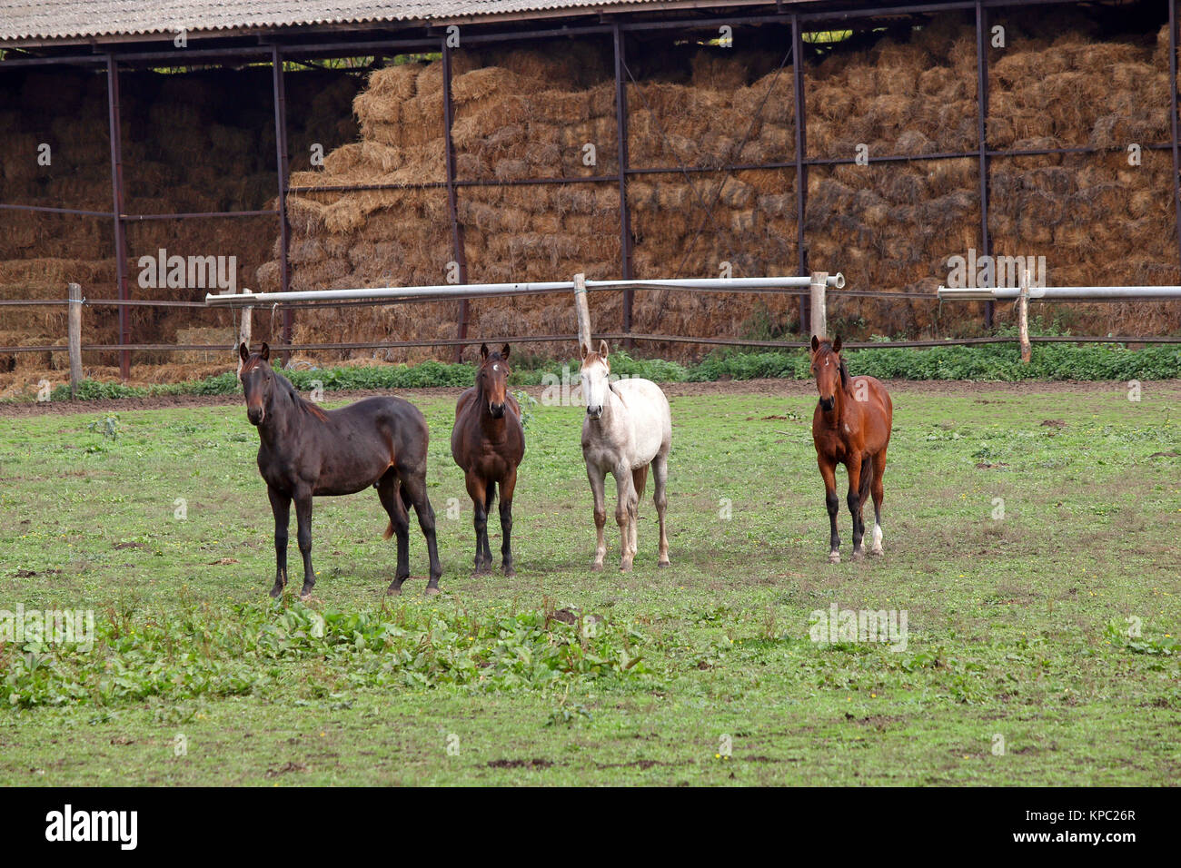 four horses on farm Stock Photo - Alamy