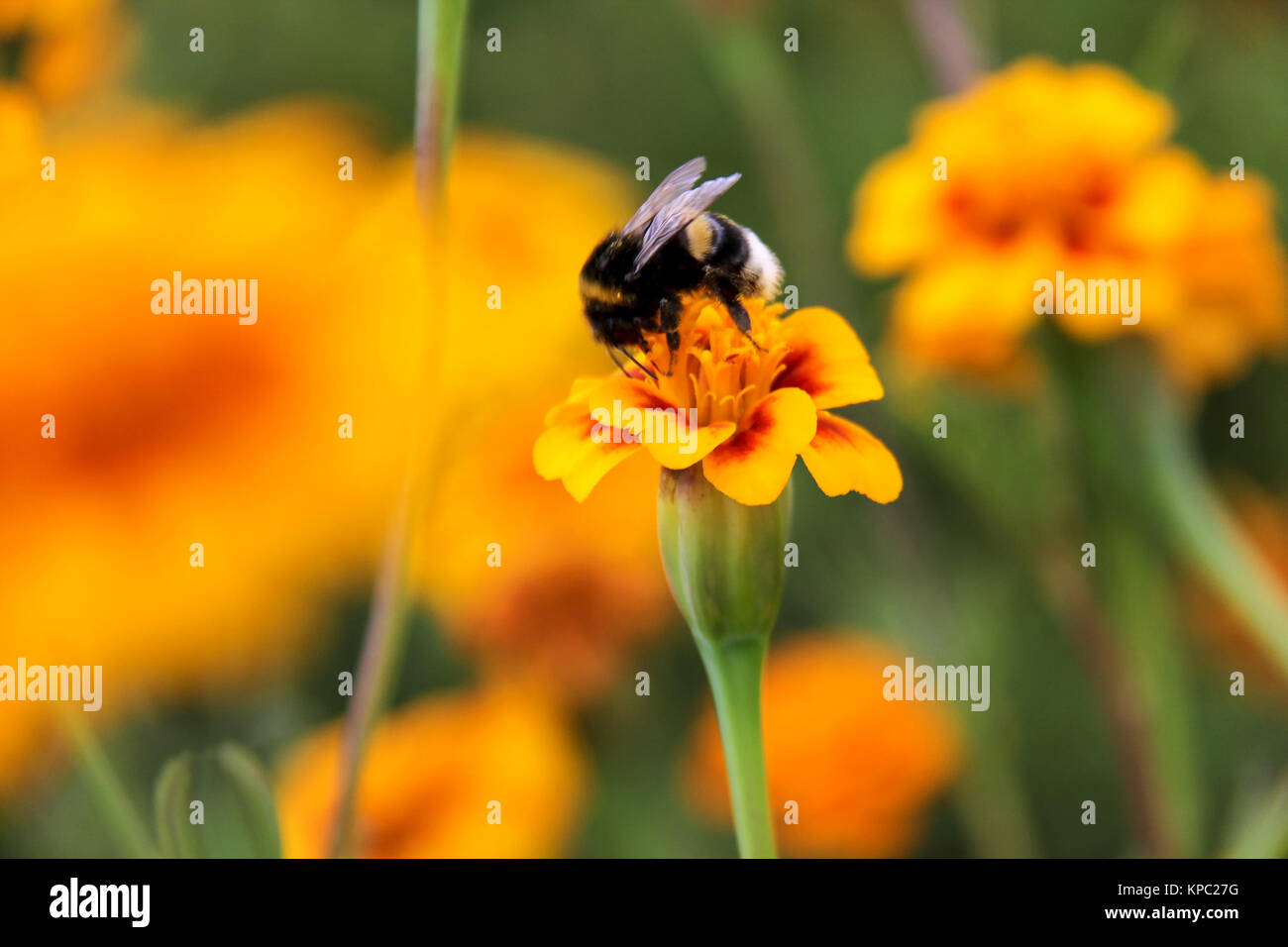 bee bumblebee drink nectar on tagetes marigolds flowers Stock Photo - Alamy