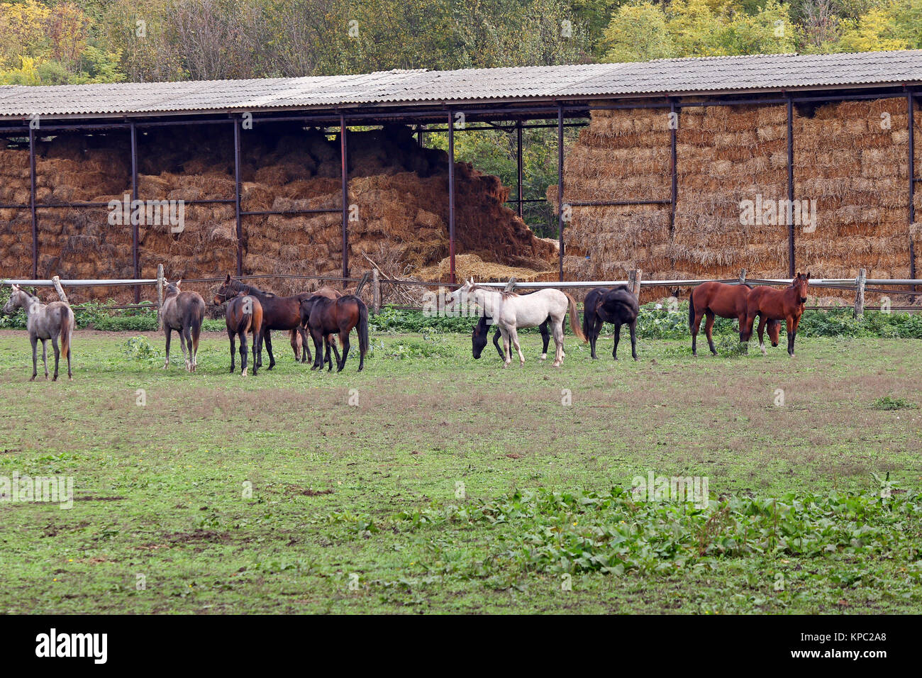 horses on farm autumn season Stock Photo - Alamy