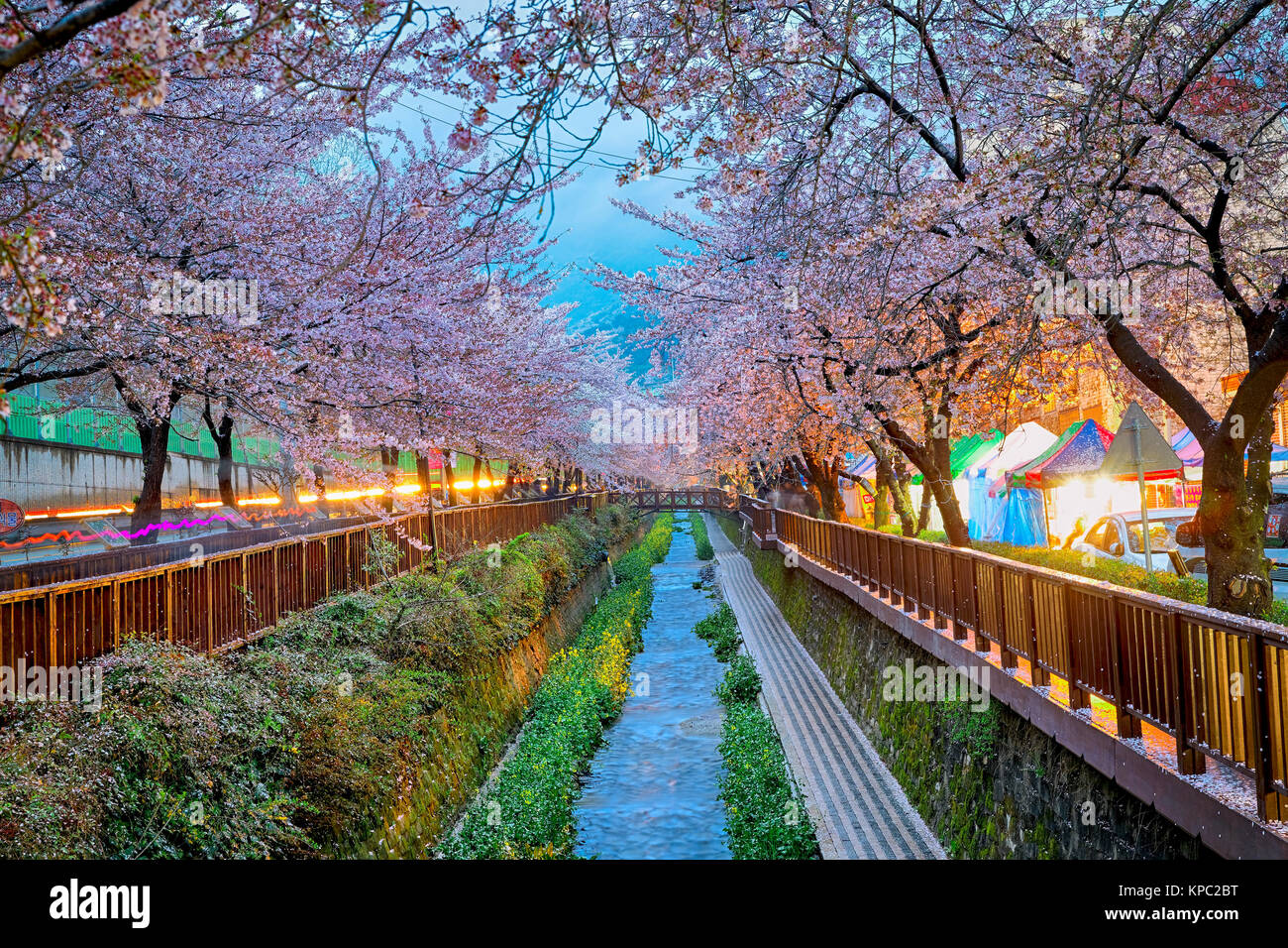 cherry blossoms sakura Stock Photo - Alamy