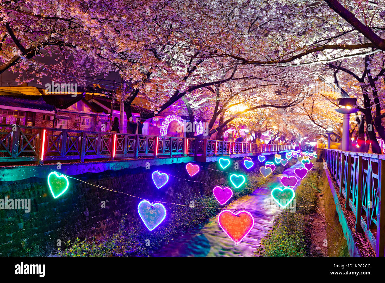 cherry blossoms at night, busan city in south korea Stock Photo - Alamy