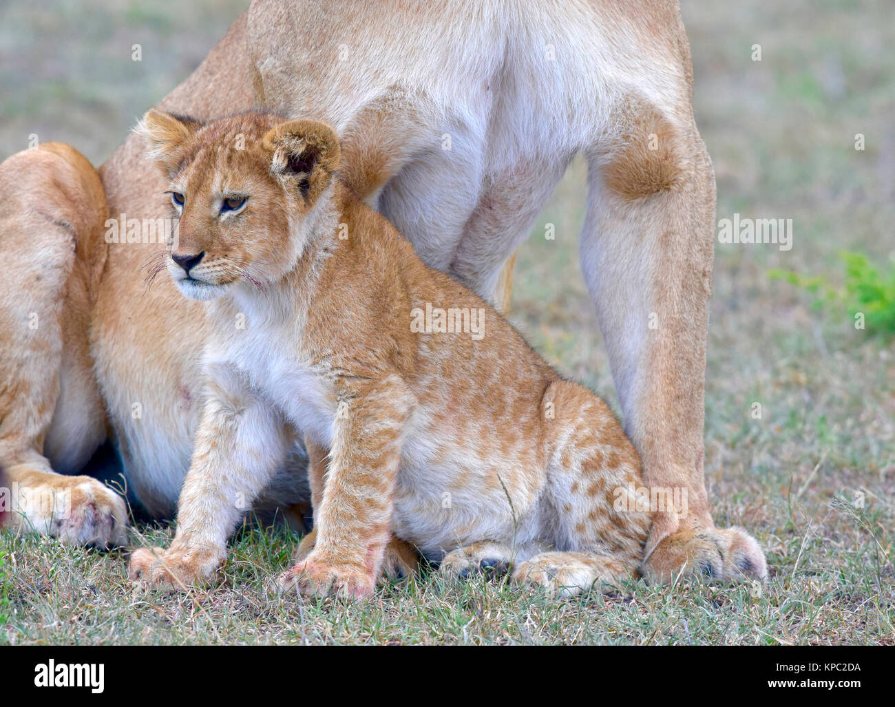 Kenya is a prime tourist destination in East Africa. Famous for ...