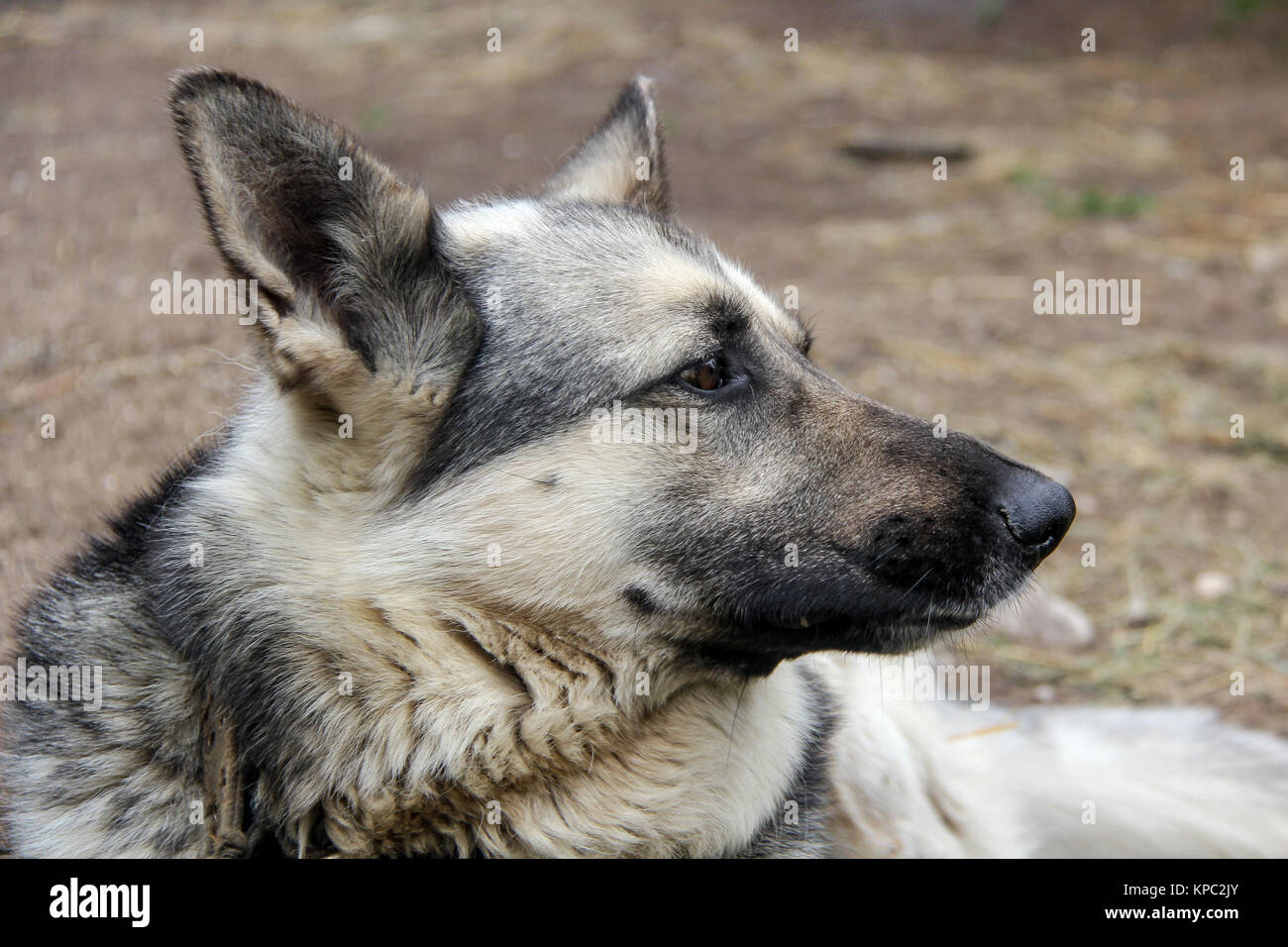 German Shepherd Dog face portret Stock Photo - Alamy