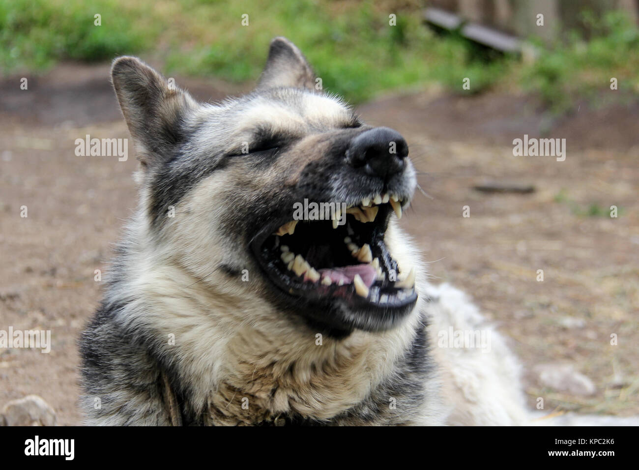 German Shepherd Angry Face