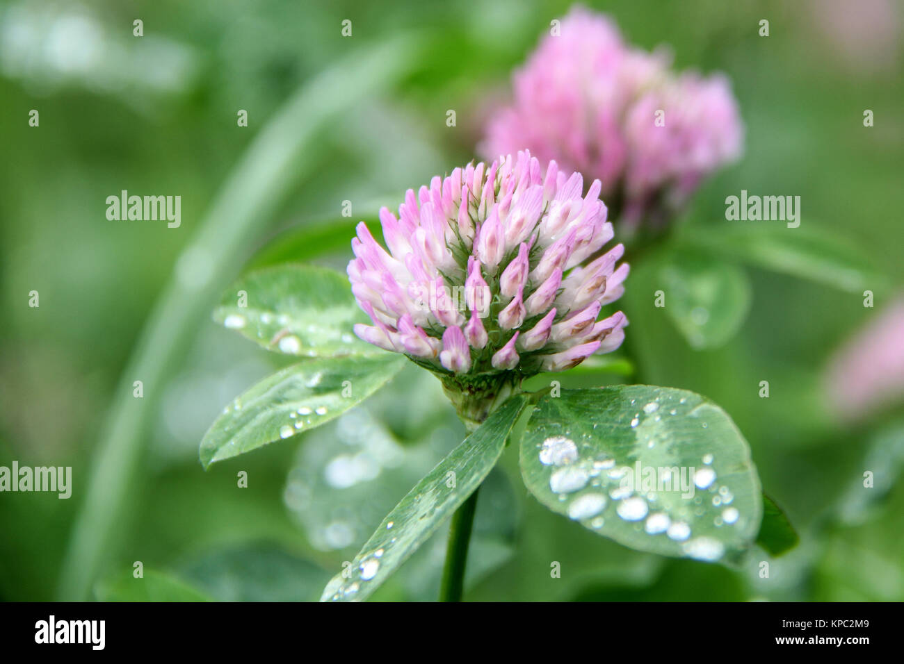 clover, trefoil with rain drops and Dew pits Stock Photo - Alamy