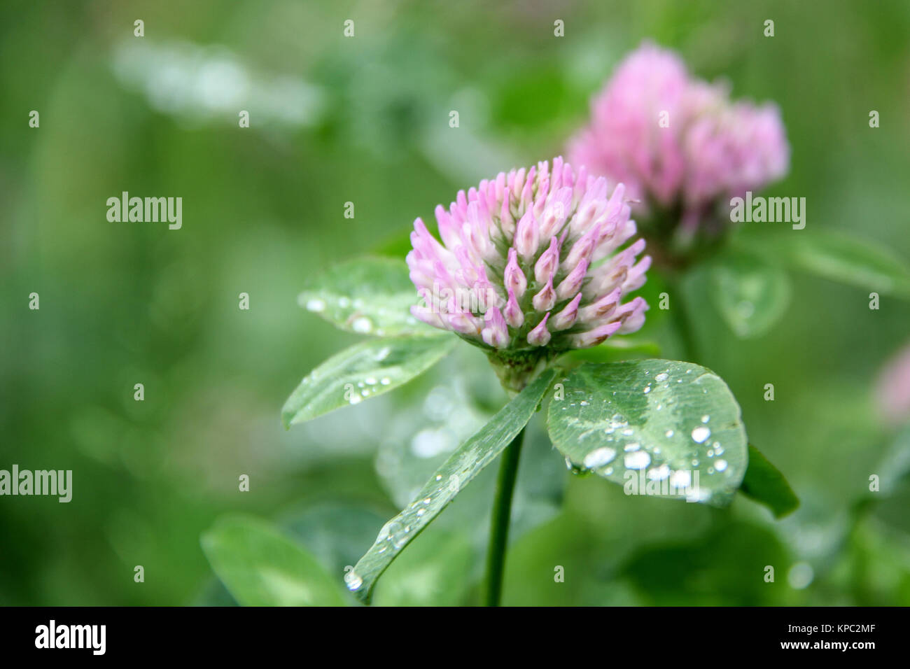 clover, trefoil with rain drops and Dew pits Stock Photo - Alamy