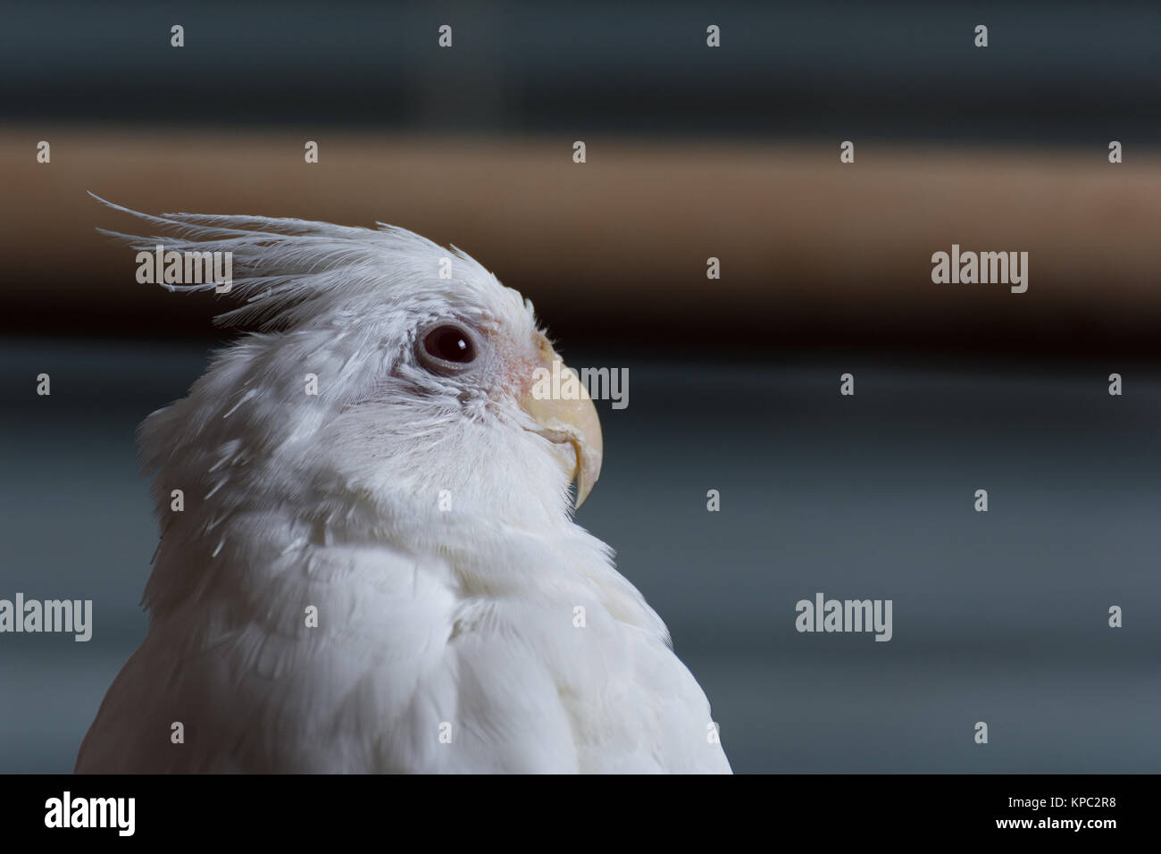 a female albino cockatiel is a domesticated pet standing on a wooden ...
