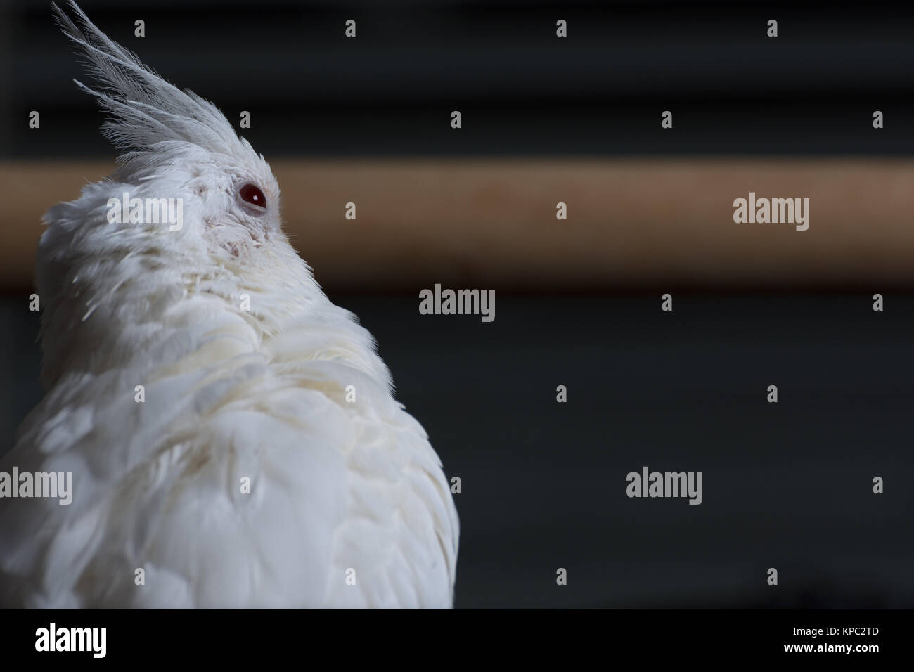 a female albino cockatiel is a domesticated pet standing on a wooden ...