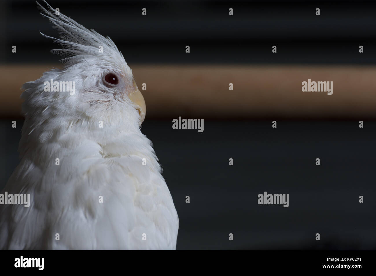 a female albino cockatiel is a domesticated pet standing on a wooden ...