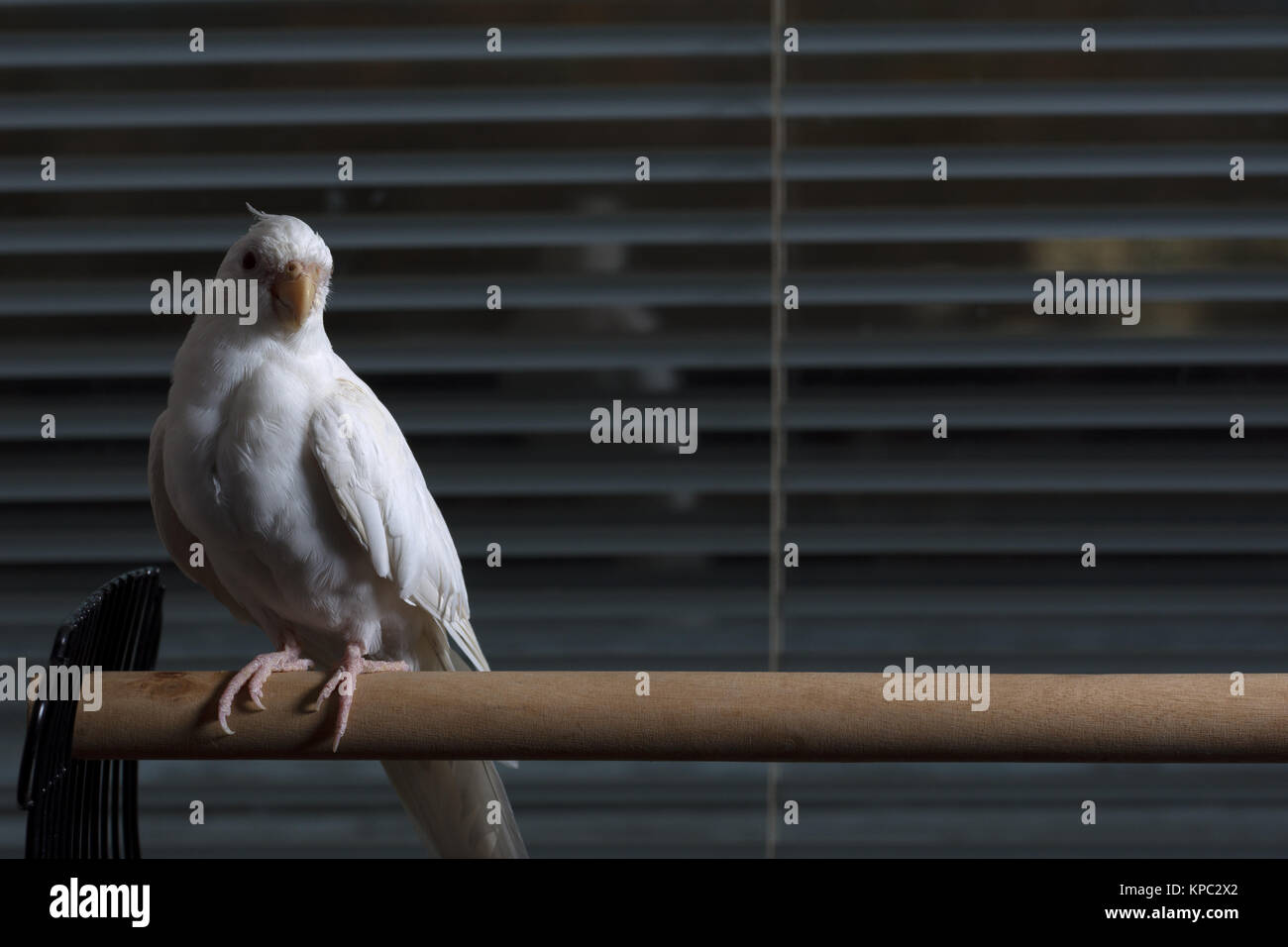 a female albino cockatiel is a domesticated pet standing on a wooden ...