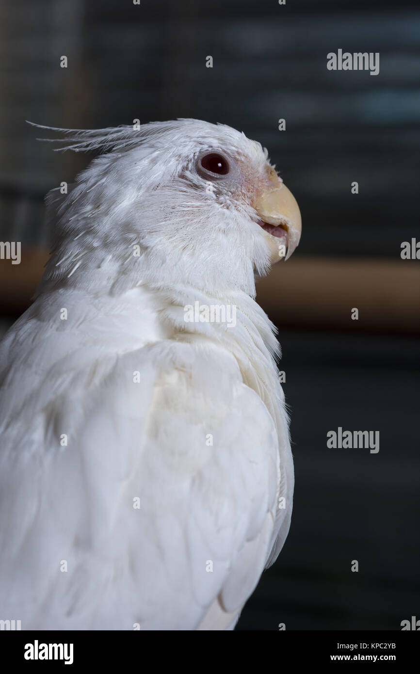 a female albino cockatiel is a domesticated pet standing on a wooden ...
