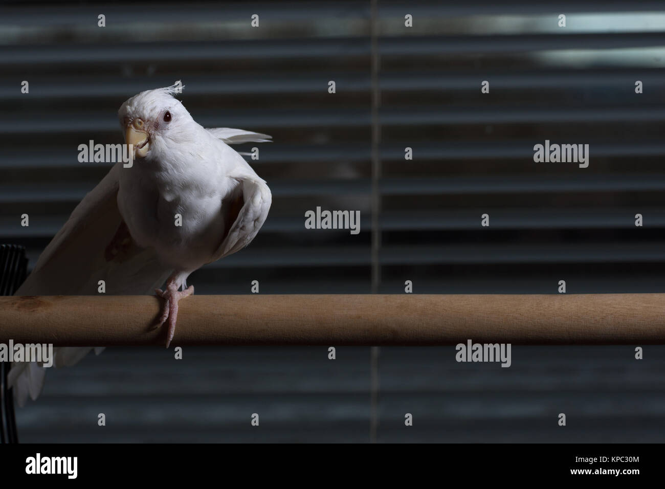 a female albino cockatiel is a domesticated pet standing on a wooden ...