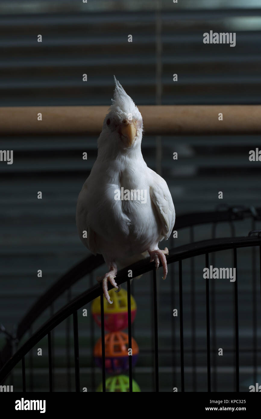 a female albino cockatiel is a domesticated pet standing on a wooden ...